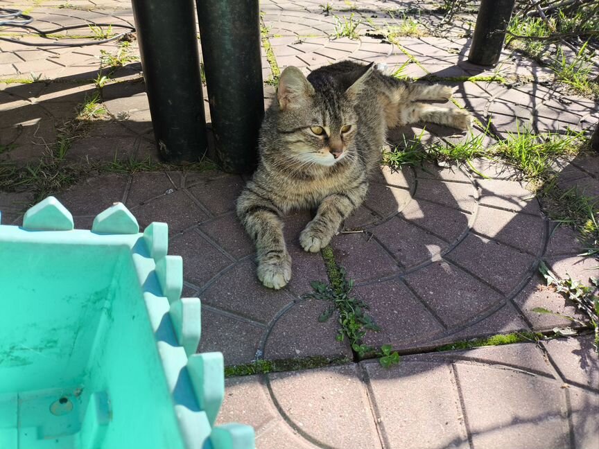 Кошечка в добрые руки