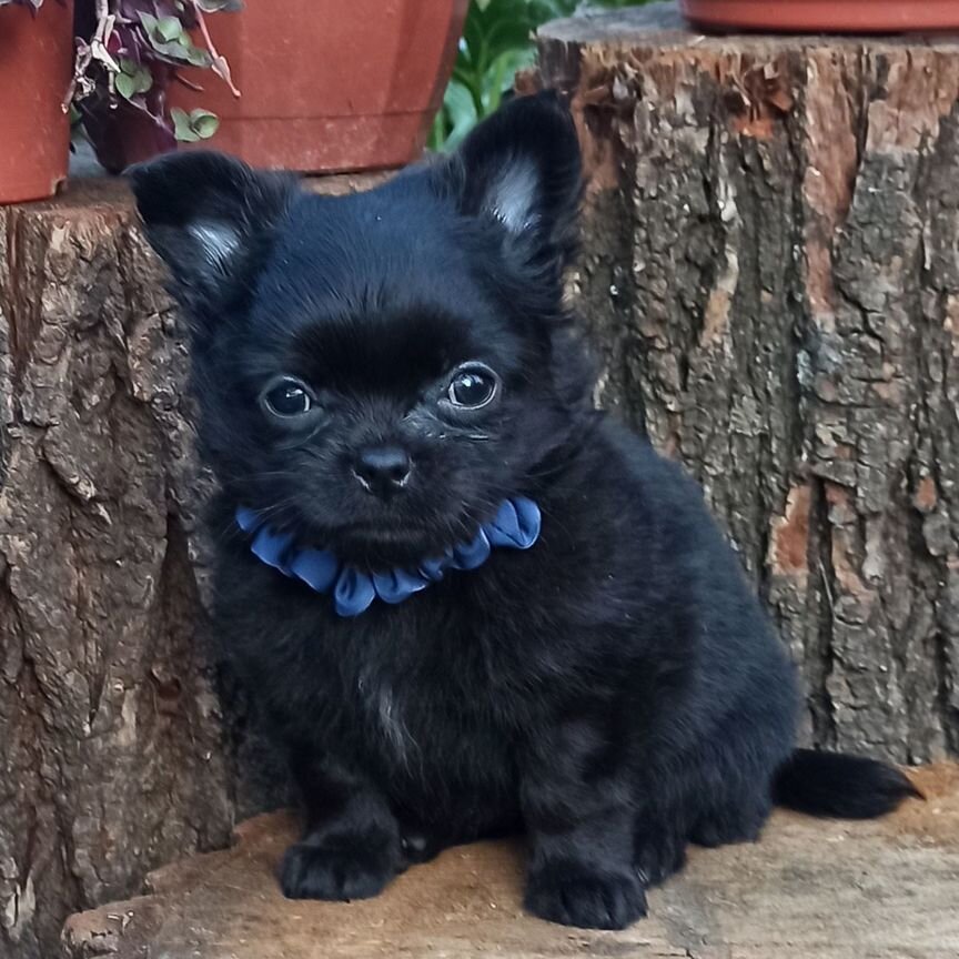 Чихуахуа девочки- пуговки, чернички-ежевички)