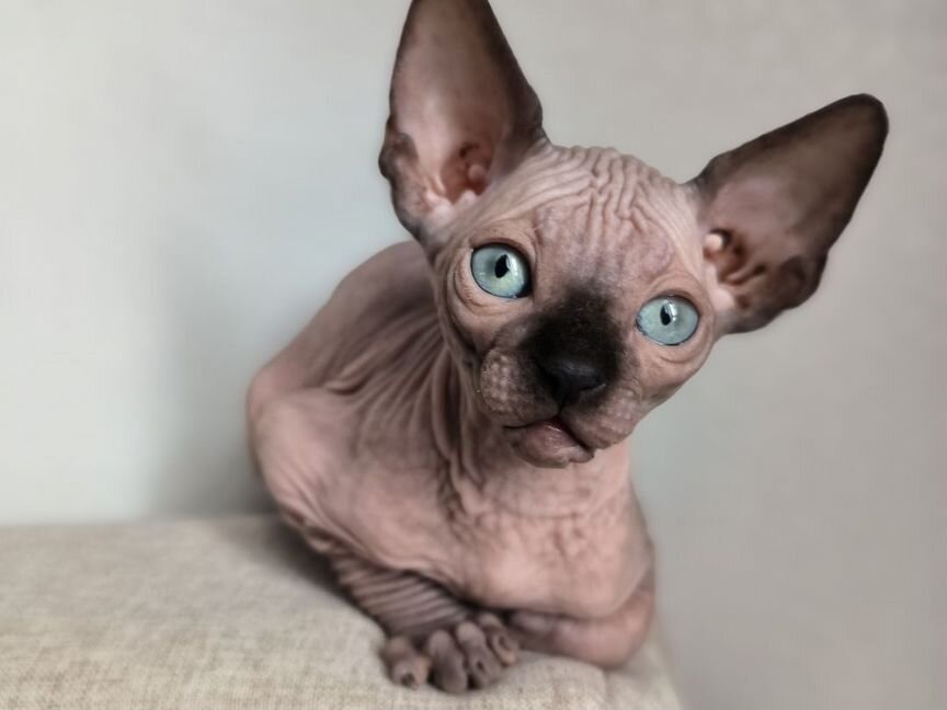 Канадский сфинкс котенок мальчик