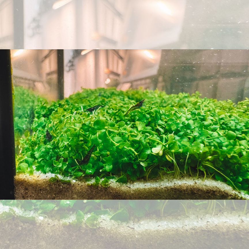 Аквариумные креветки синие