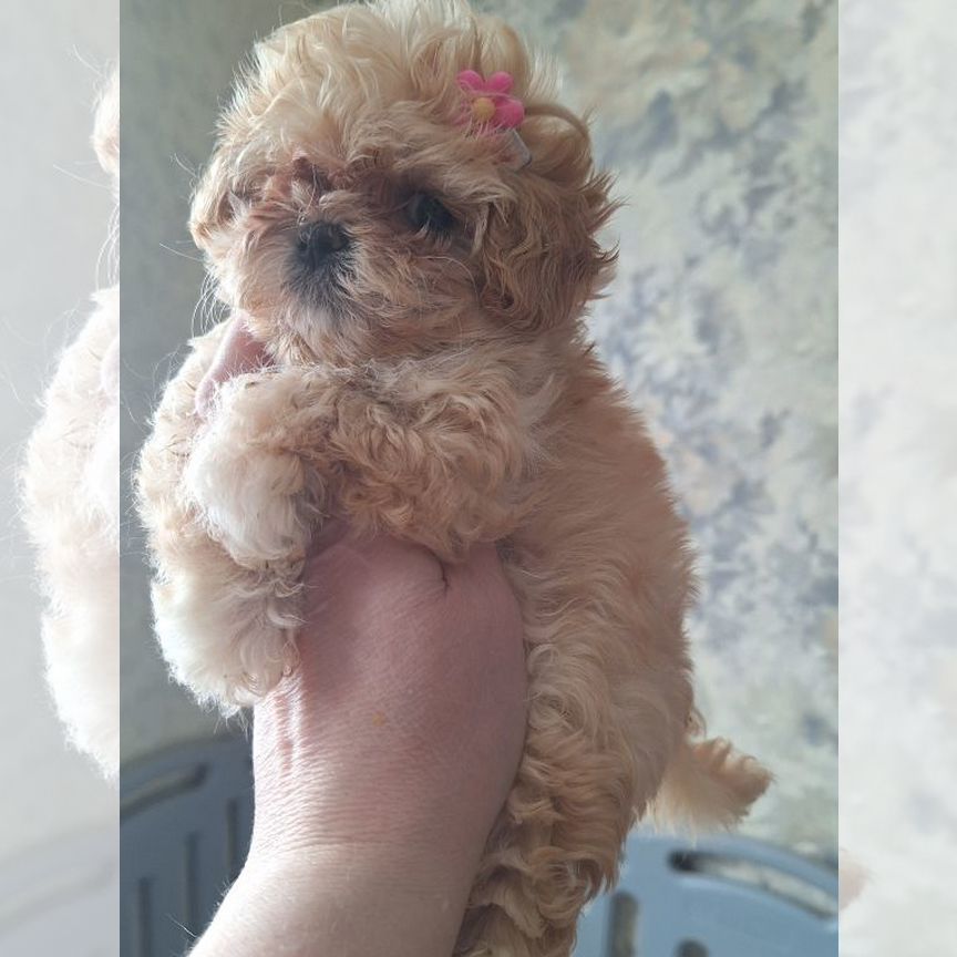 Мальтипу, щенок