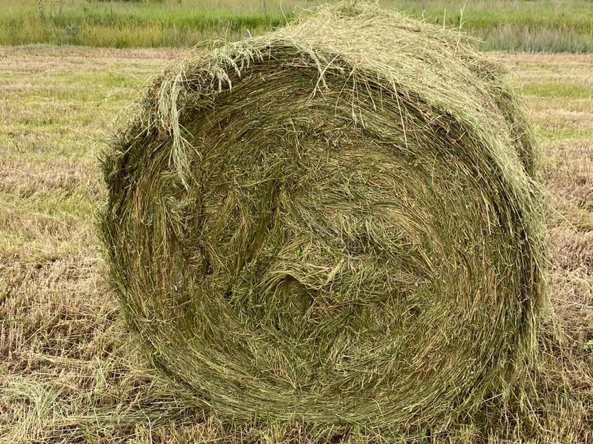 Сено в рулонах