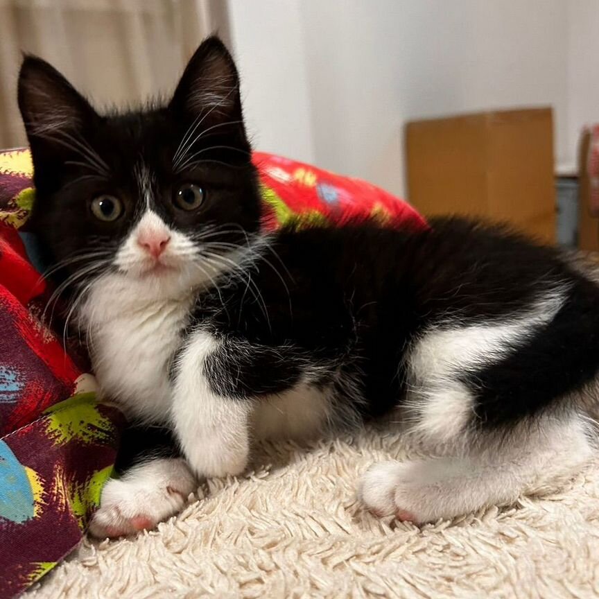 Ищем родителей для маленького котёнка