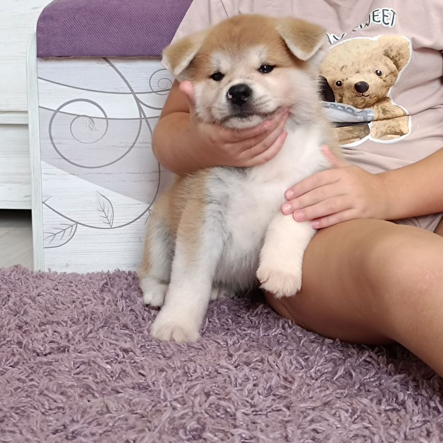Акита ину разные окрасы
