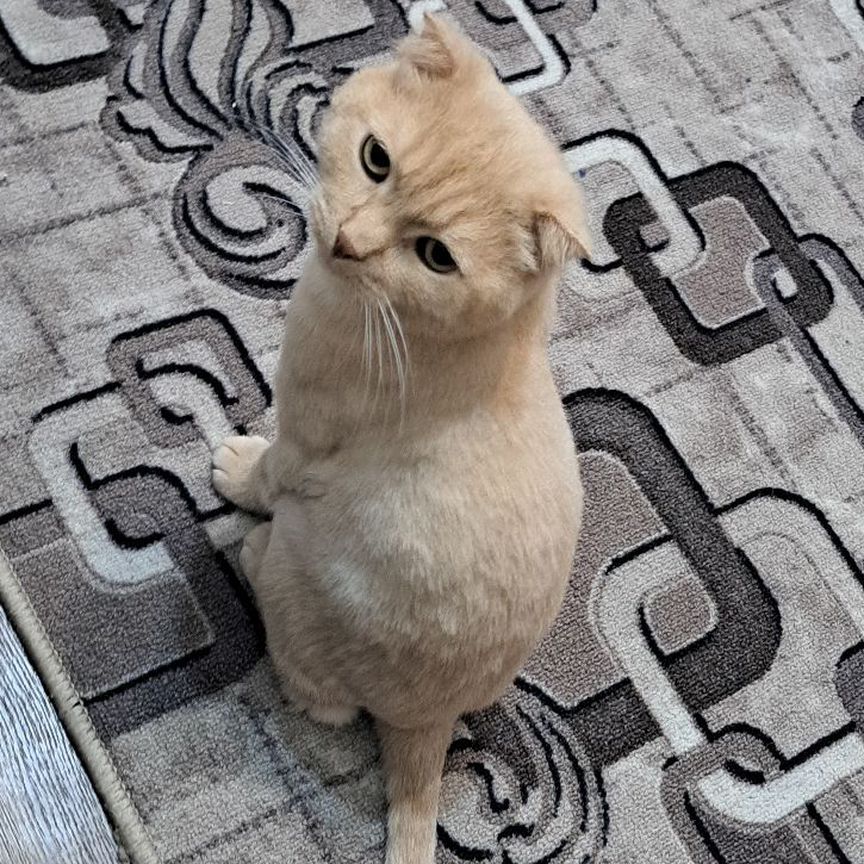 Шотландский котик