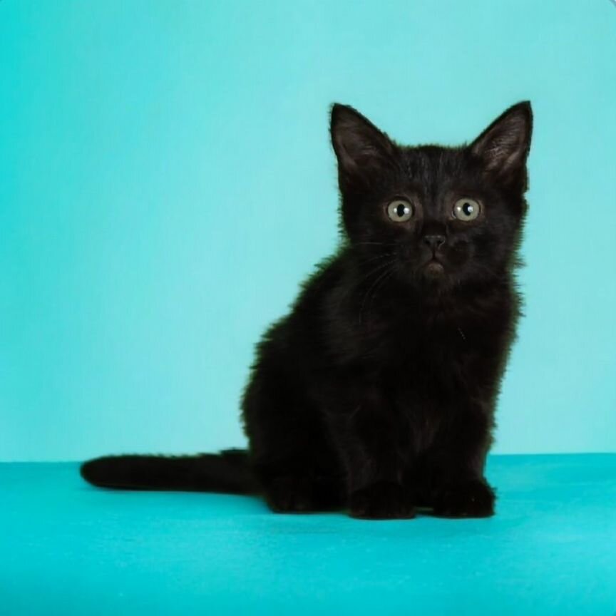 Крошечная чёрная пантерка