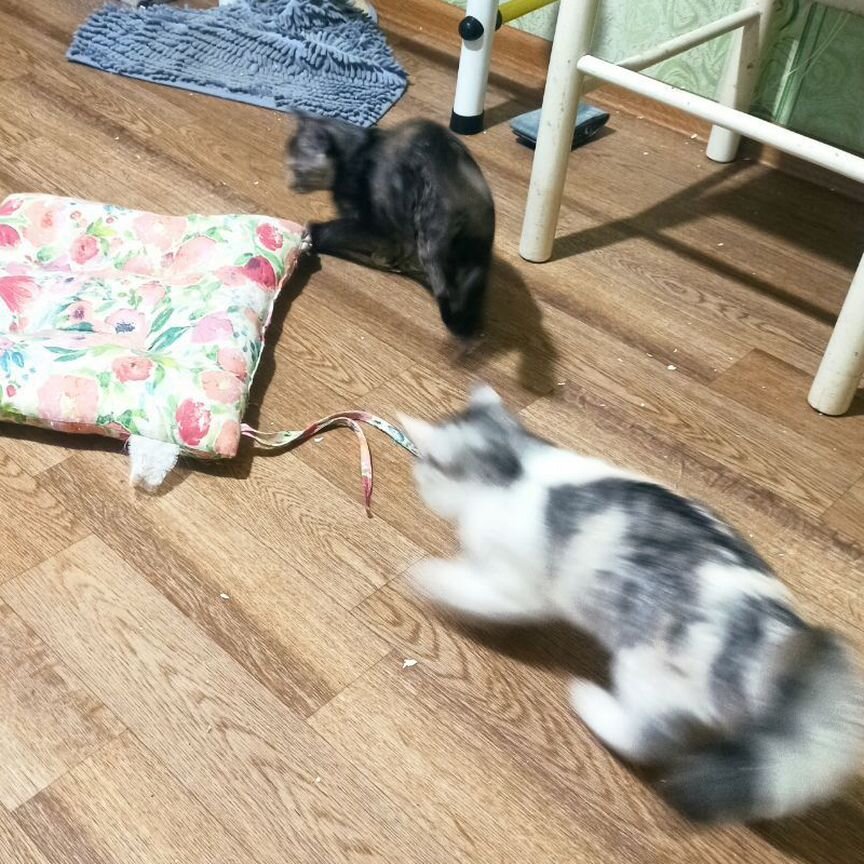 Котёнок от частного владельца