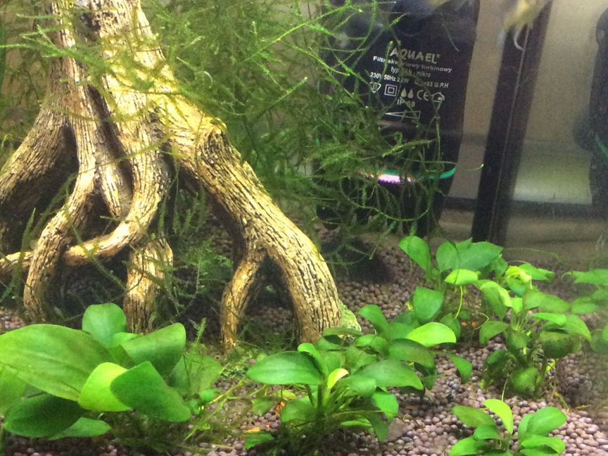 Анубиас нана петит 10 шт бронь