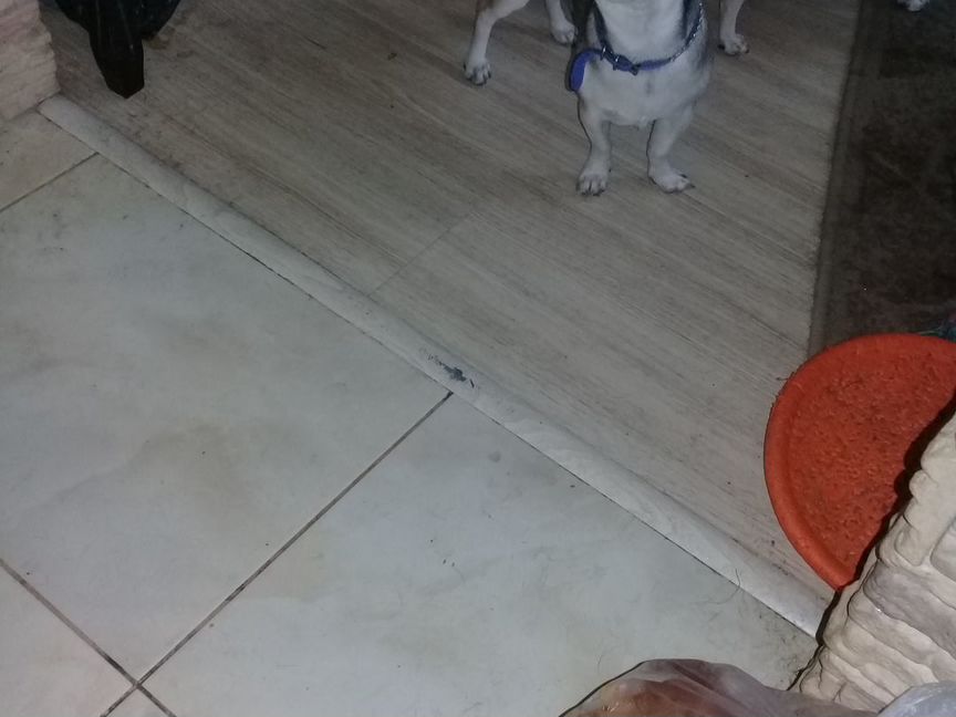 Вязка чихуахуа мальчик