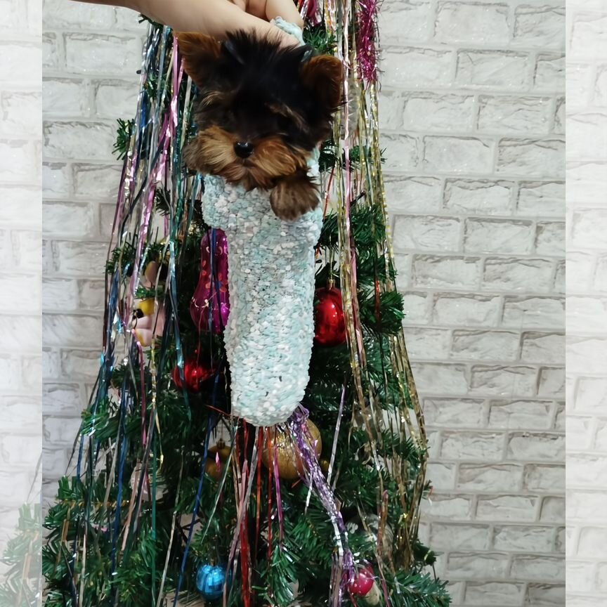 Йоркширский терьер, щенок