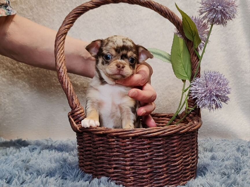 Чихуахуа мерле