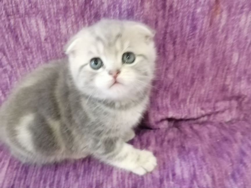 Шотландский вислоухий котёнок