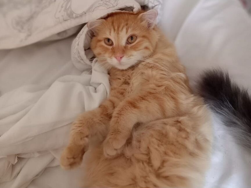 Котенок подросток в дар