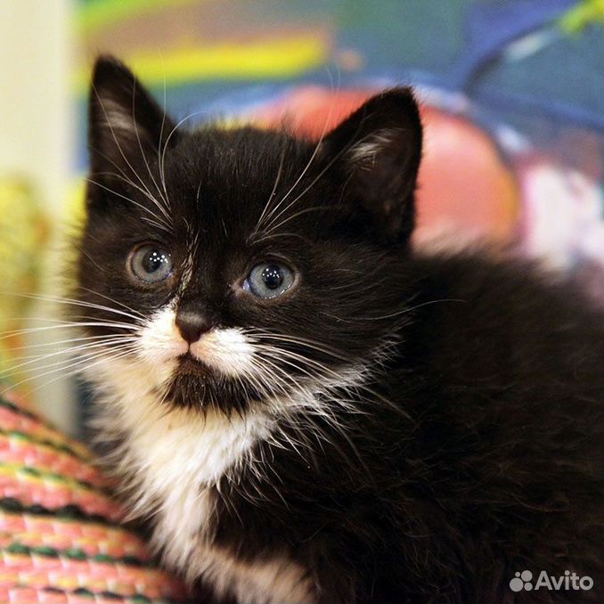 Пуша ищет любящий дом