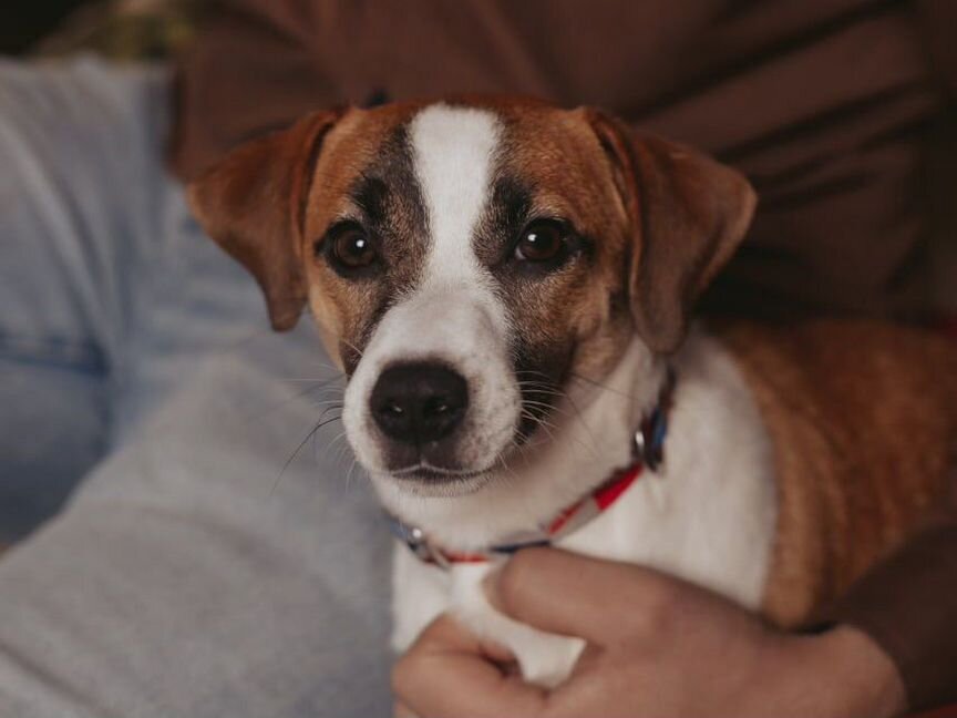 Вязка джек Рассел терьер