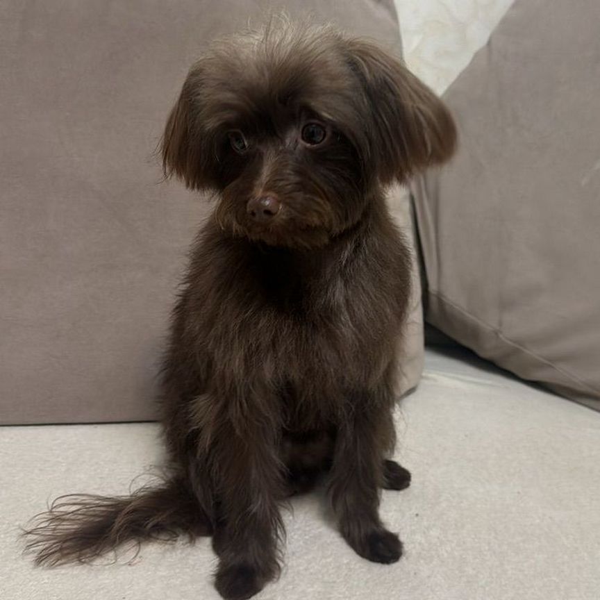 Мальтипу случка