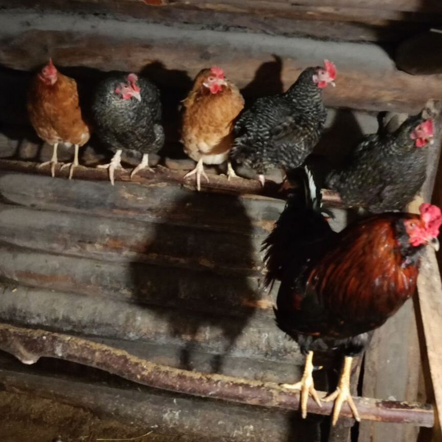 Куры несушки