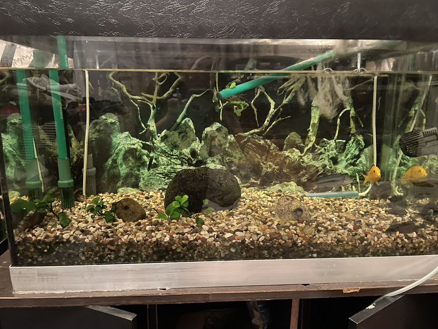 Аквариумные рыбки