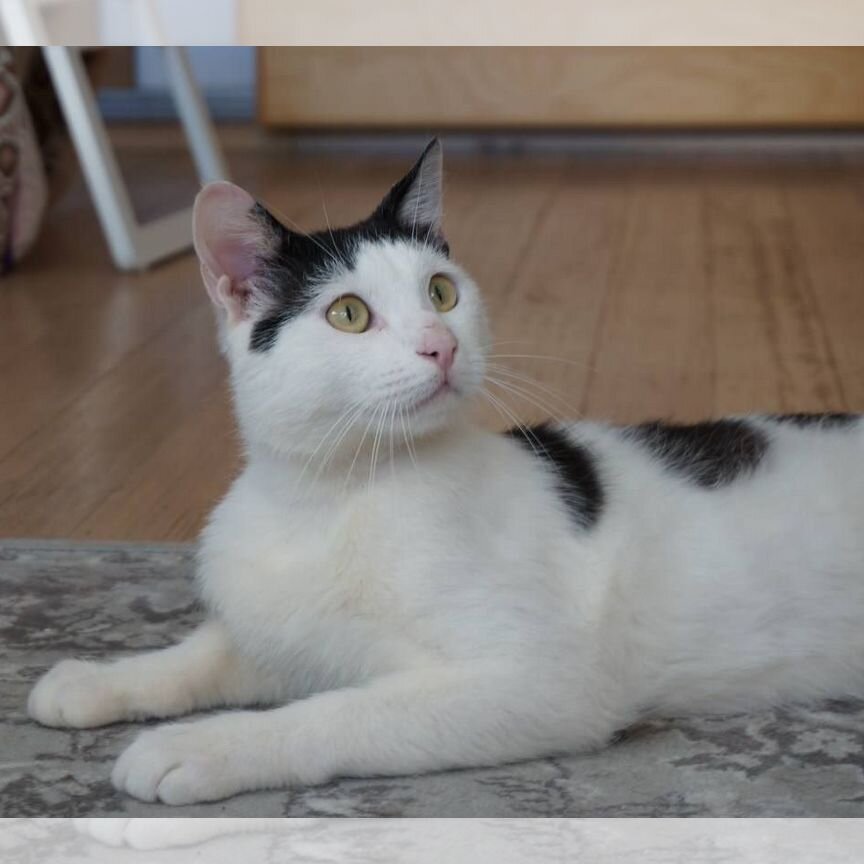 Взрослый кот в добрые руки