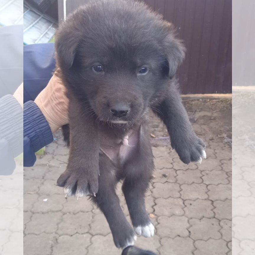 Щенок в добрые руки
