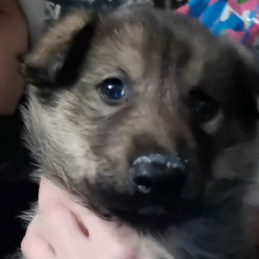 Щенок от частного владельца