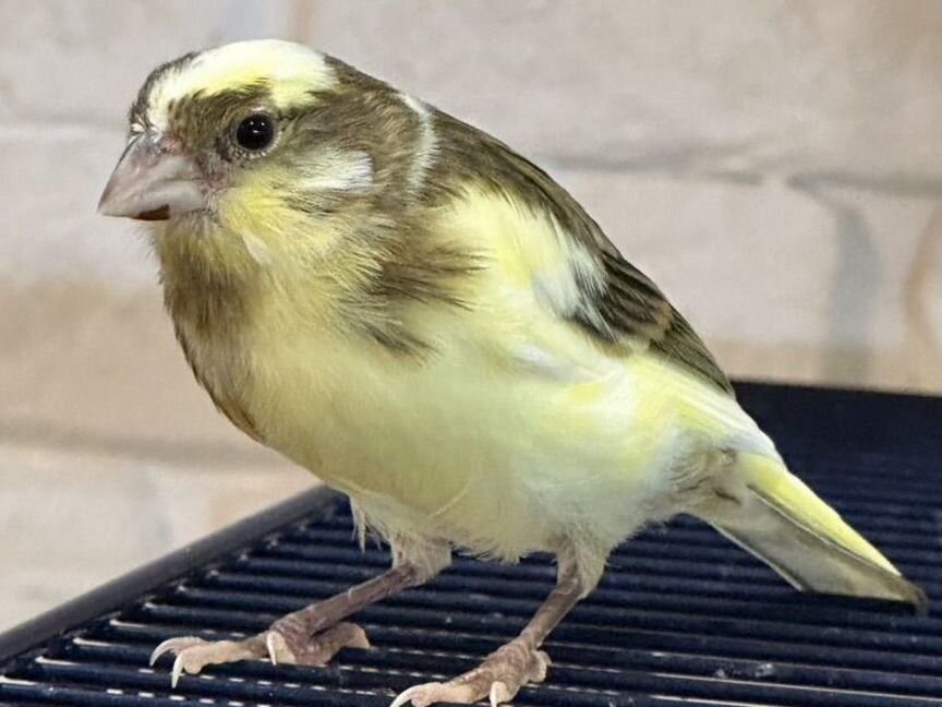 Птенец канарейка