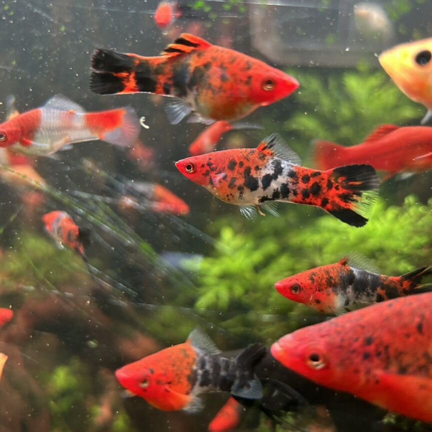 Меченосцы и молинеция