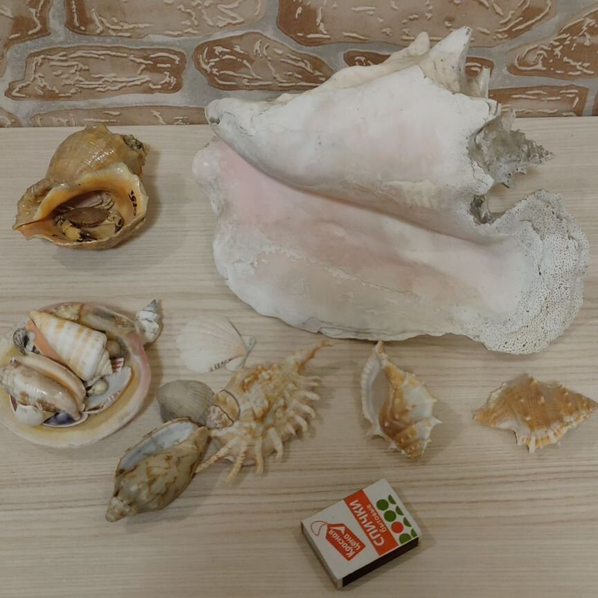 Набор ракушек для аквариума и декора