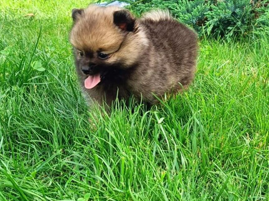 Рыжий красавчик