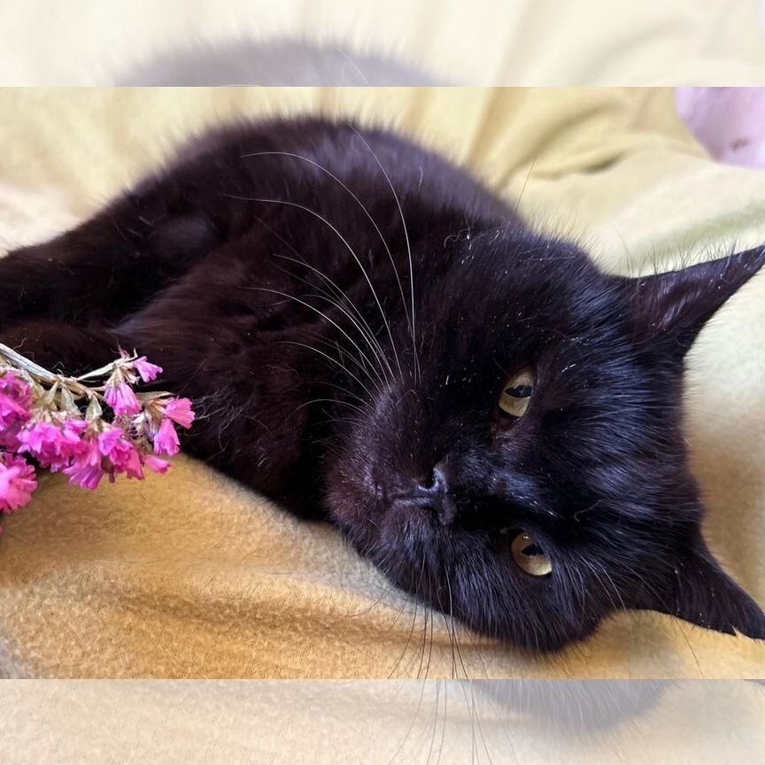 Чёрная британская ласковая кошка