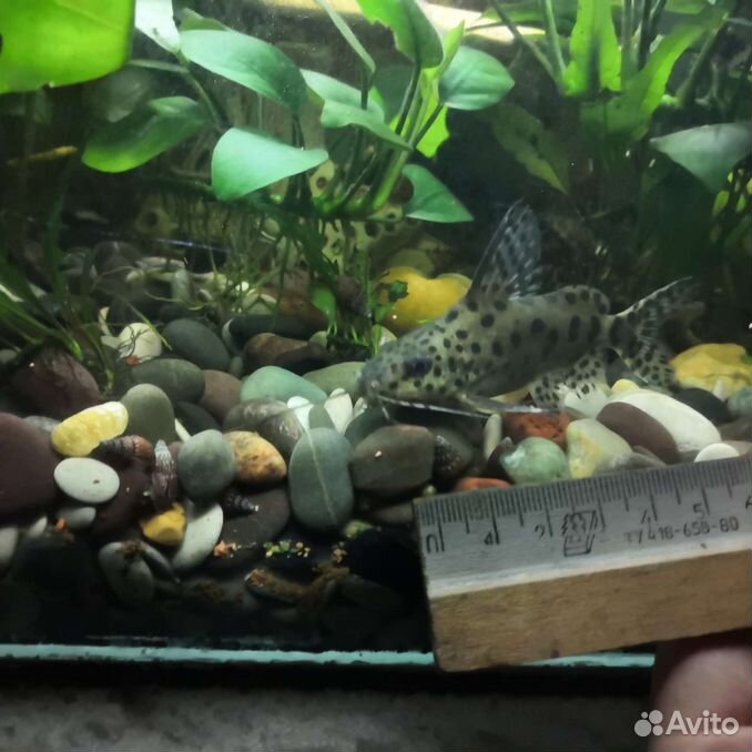 Сомики синодонтисы