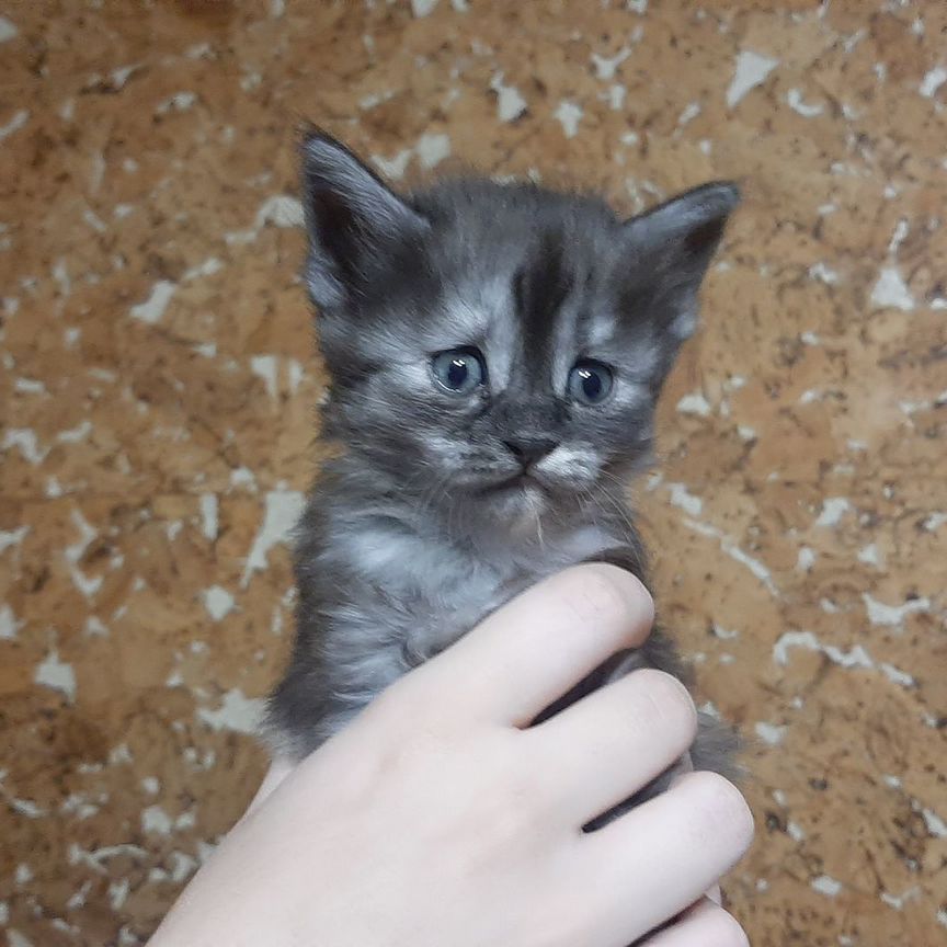 Котята в добрые руки вислоухие