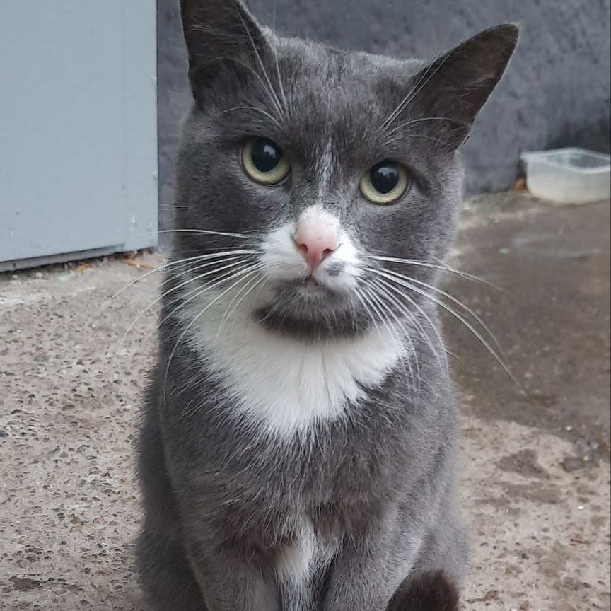 Чей котик