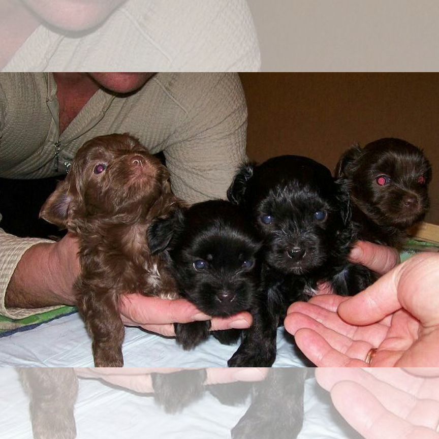 Маленькие собачки