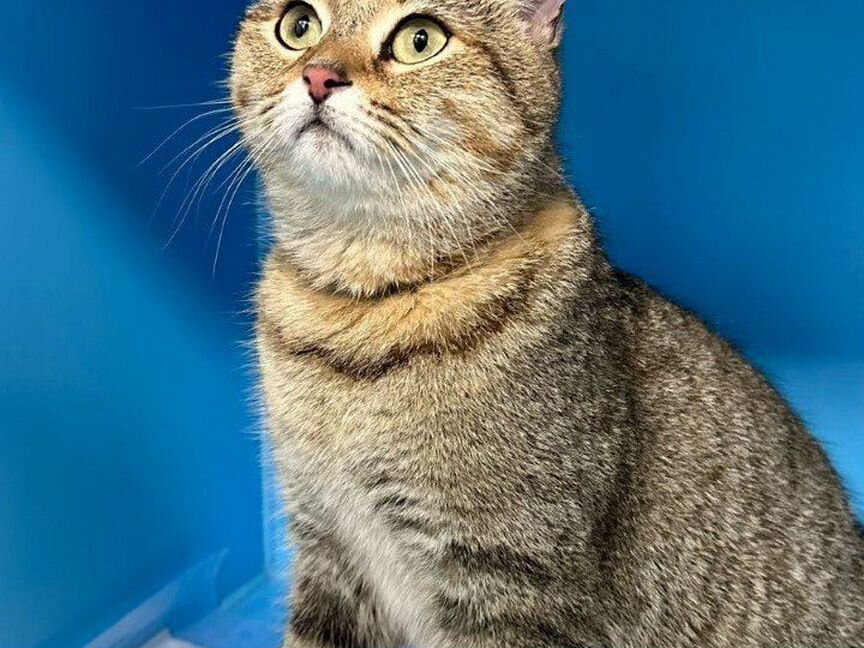 Кошке нужен дом уже завтра