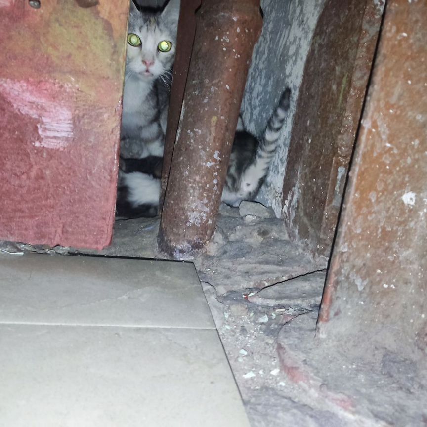 Спасите семью котиков