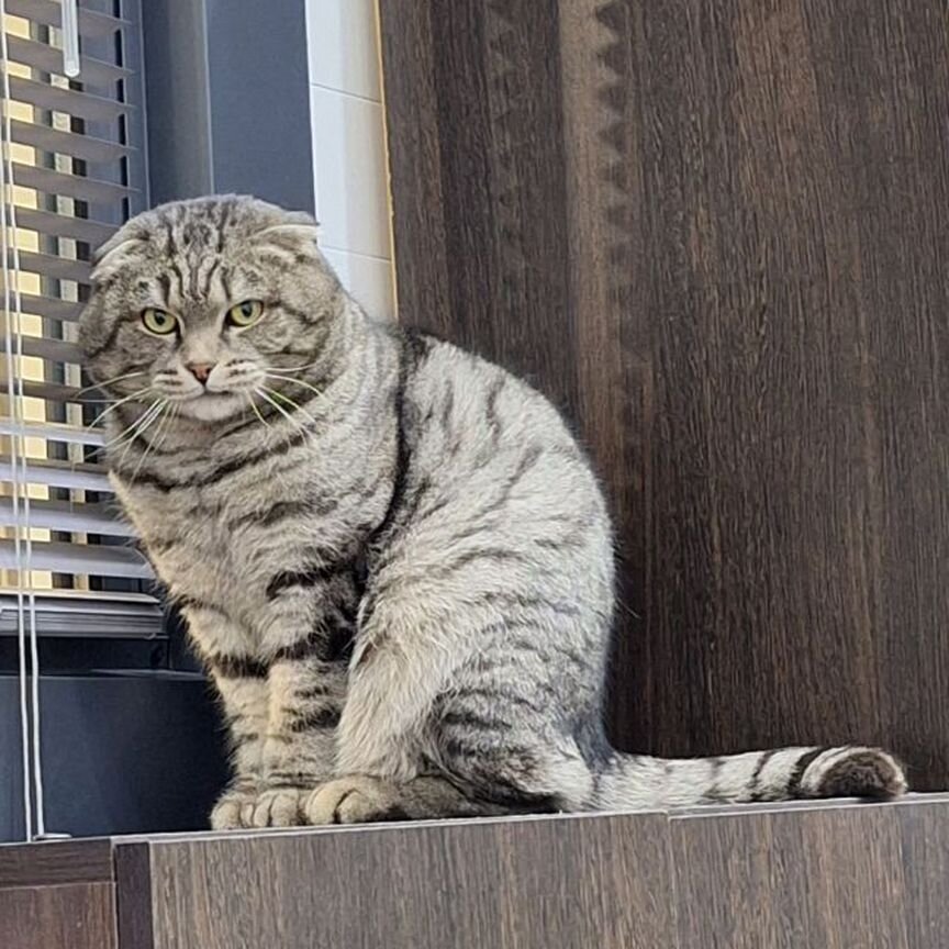 Британский короткошёрстный, взрослый кот