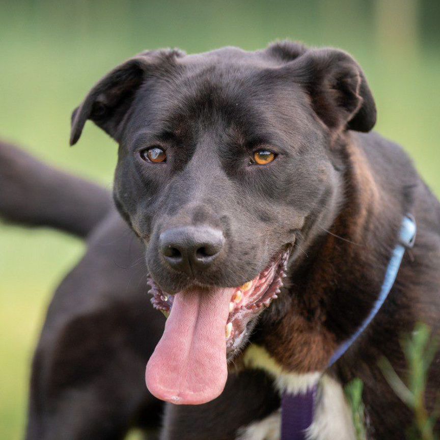 Молодой похититель сердец Олаф