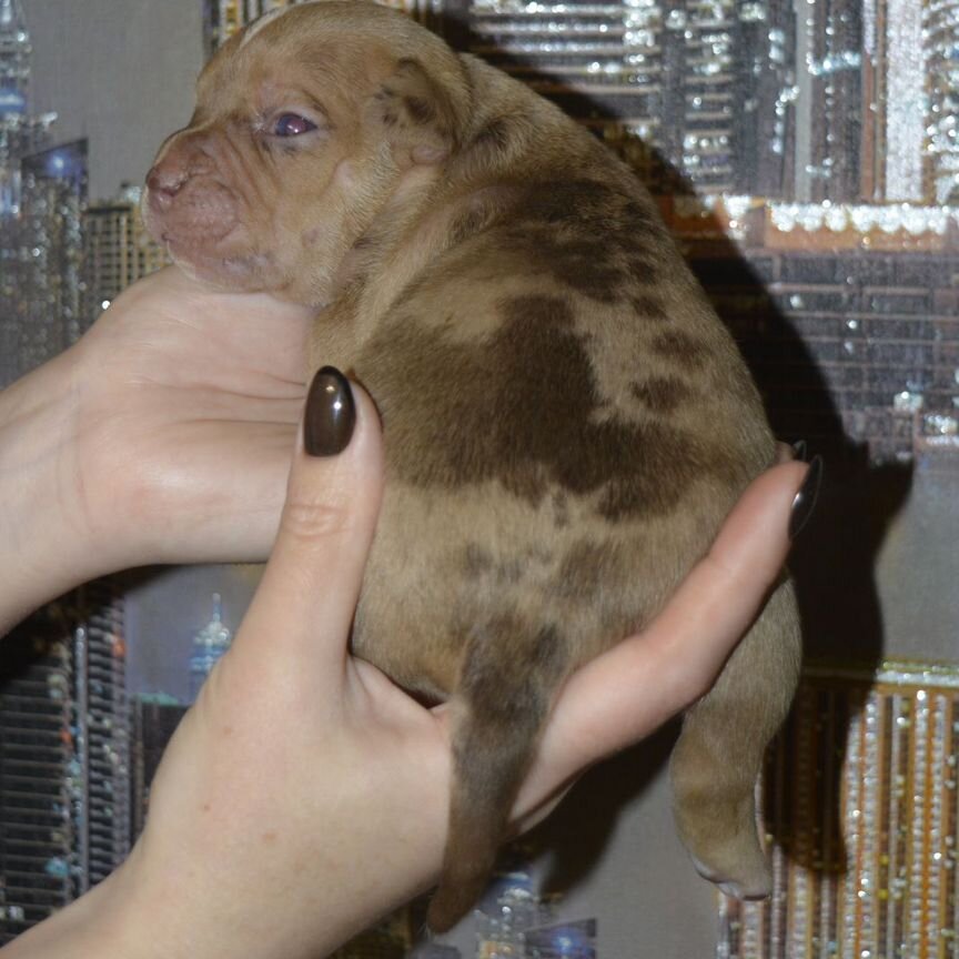 Американский булли, щенок