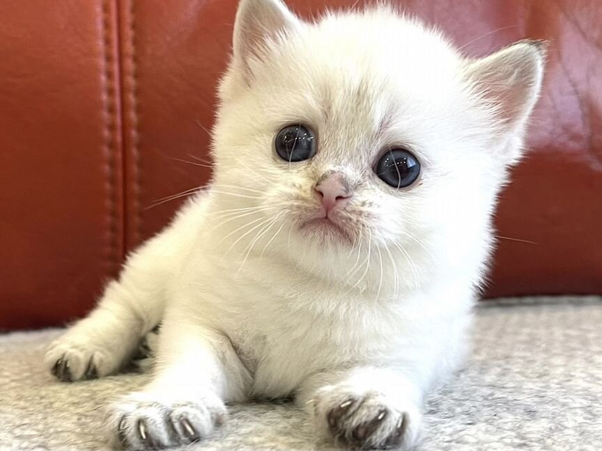 Плюшевая кошечка Золотой пойнт