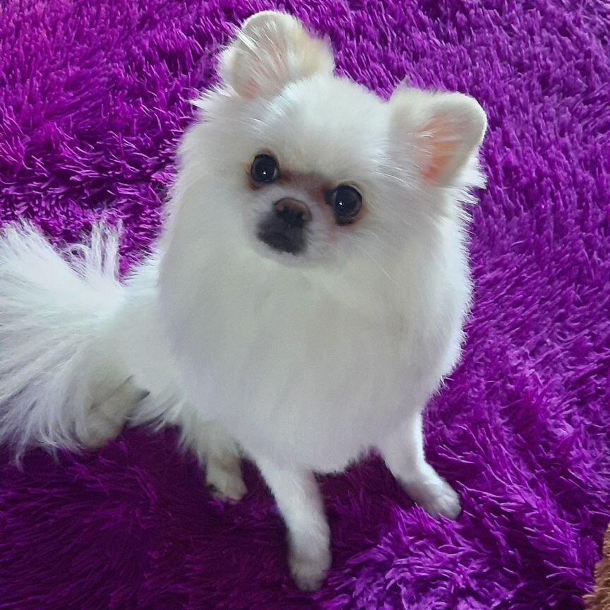 Померанский шпиц, вязка