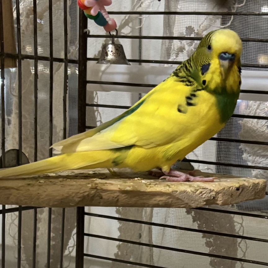 Волнистый попугай. Самец