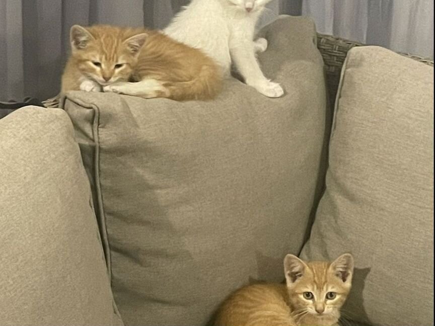 Кошки в добрые руки бесплатно