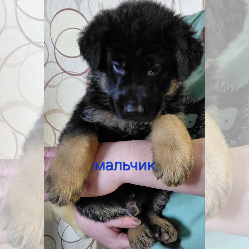 Немецкая овчарка, щенок