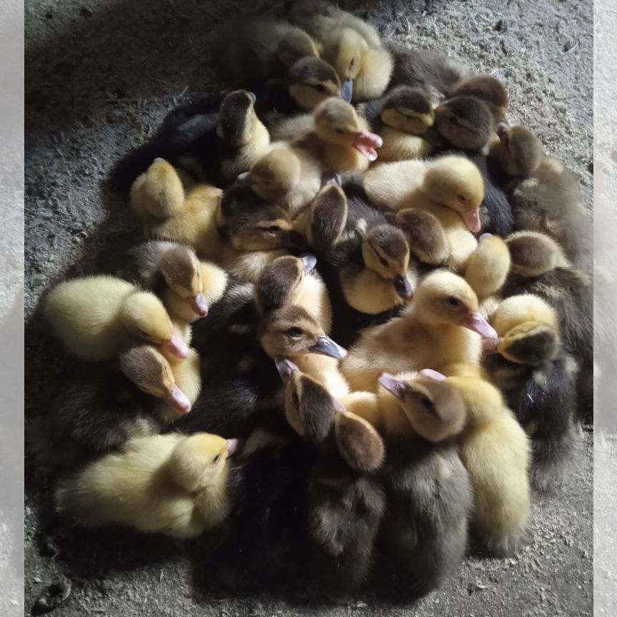 Индоутки индоутята