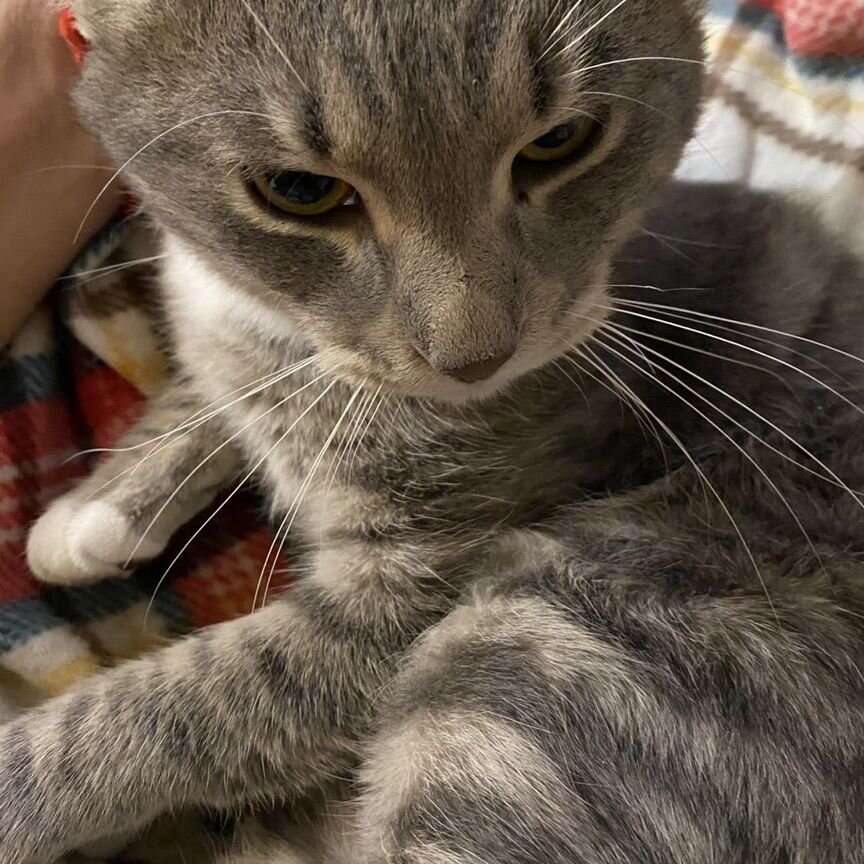 Отдам кошек в добрые руки