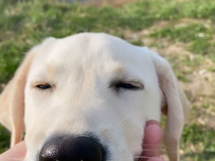 Лабрадор в добрые руки