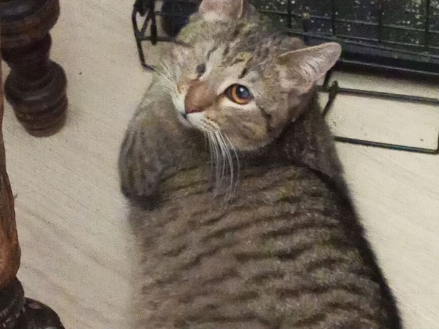 Котенку нужен Человек