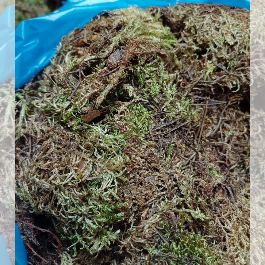 Мох для улиток