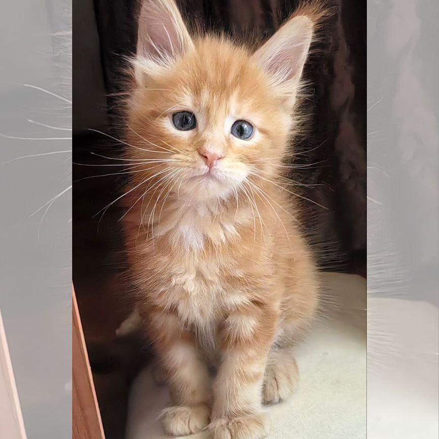 Мейн-кун котёнок